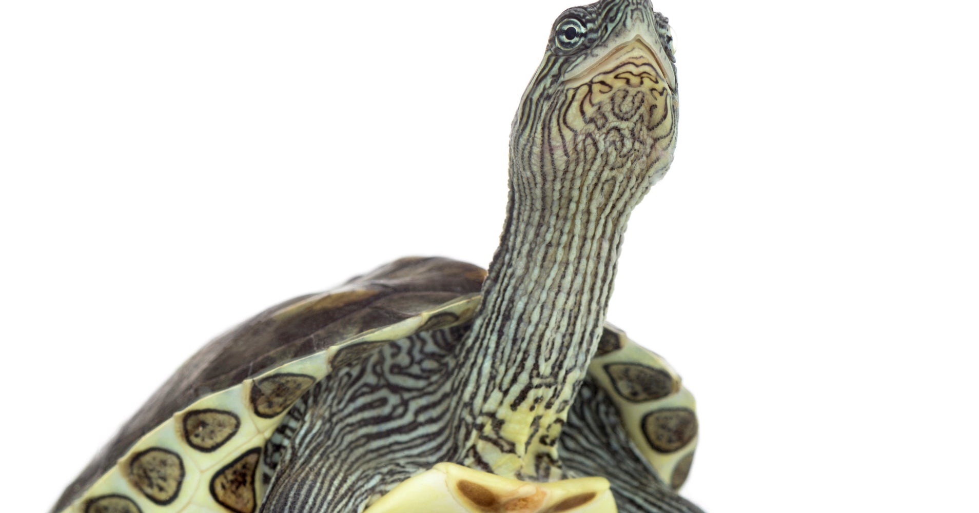 Flying Turtle Crashes Through Shell Shocked Womans Car Windshield