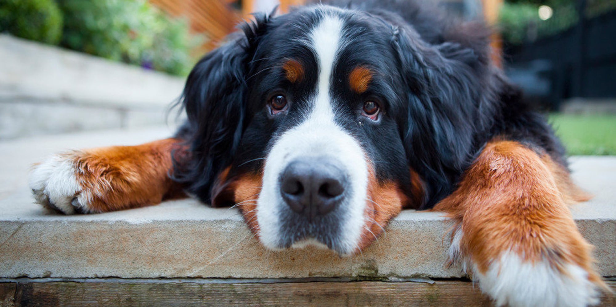 Confessions Of A Secret Dog Stalker | The Huffington Post