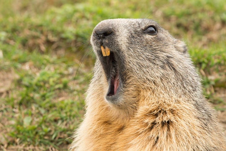 ugh-more-winter-here-are-some-delicious-groundhog-recipes-huffpost