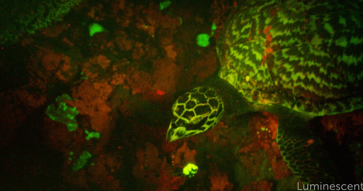Scientists Discover 'Glowing' Sea Turtle