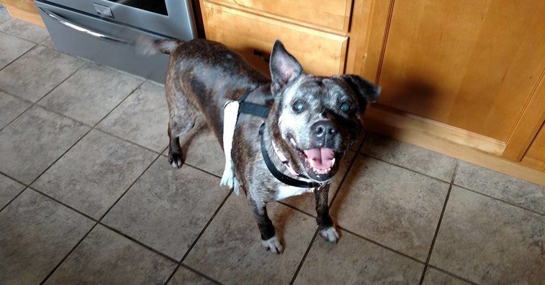 Pit Bull Who Spent 11 Years In Shelter Finally Has A Wonderful Home ...