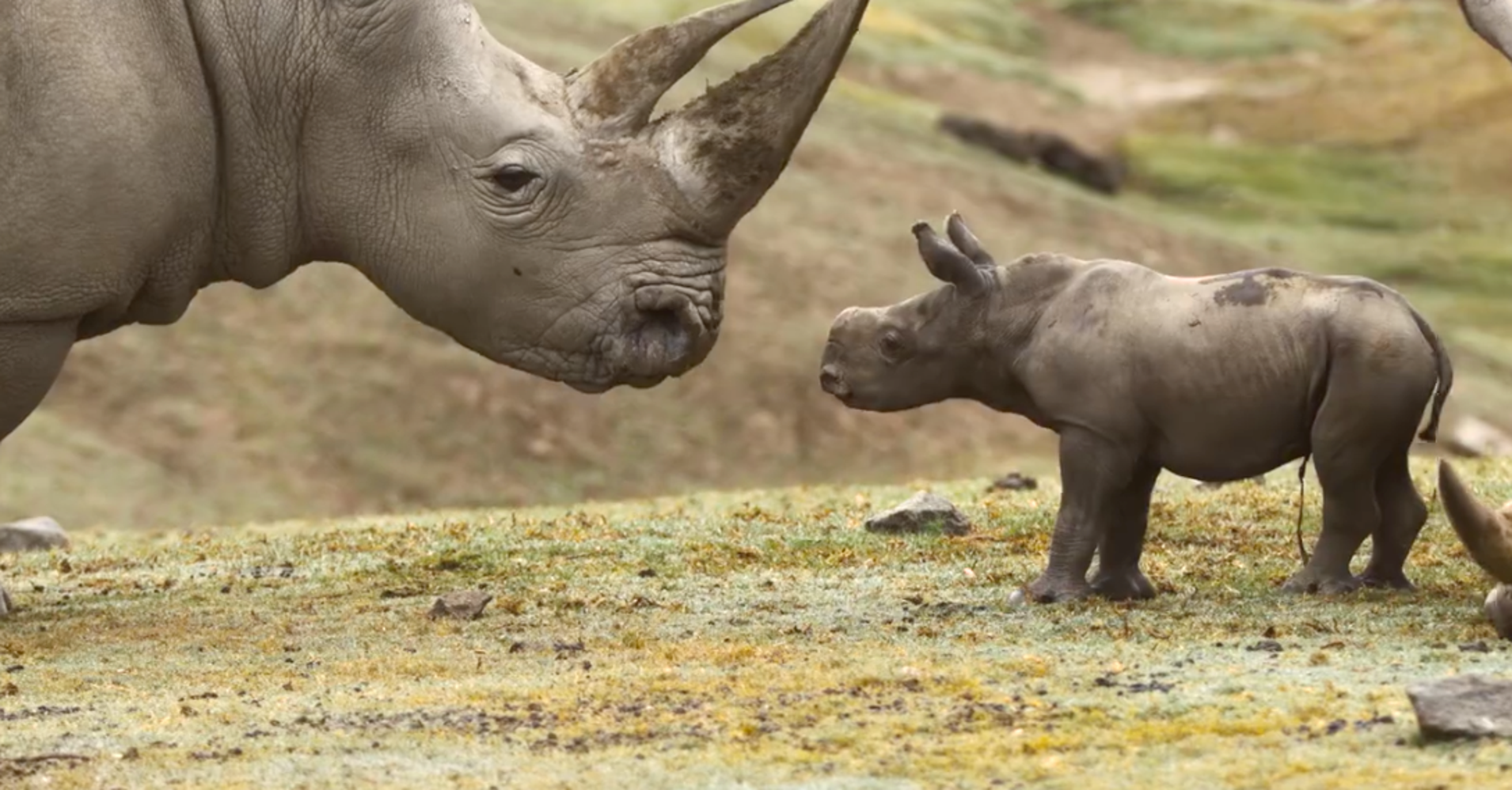 This Baby Rhino is the Cutest Thing We've Seen All Day | HuffPost