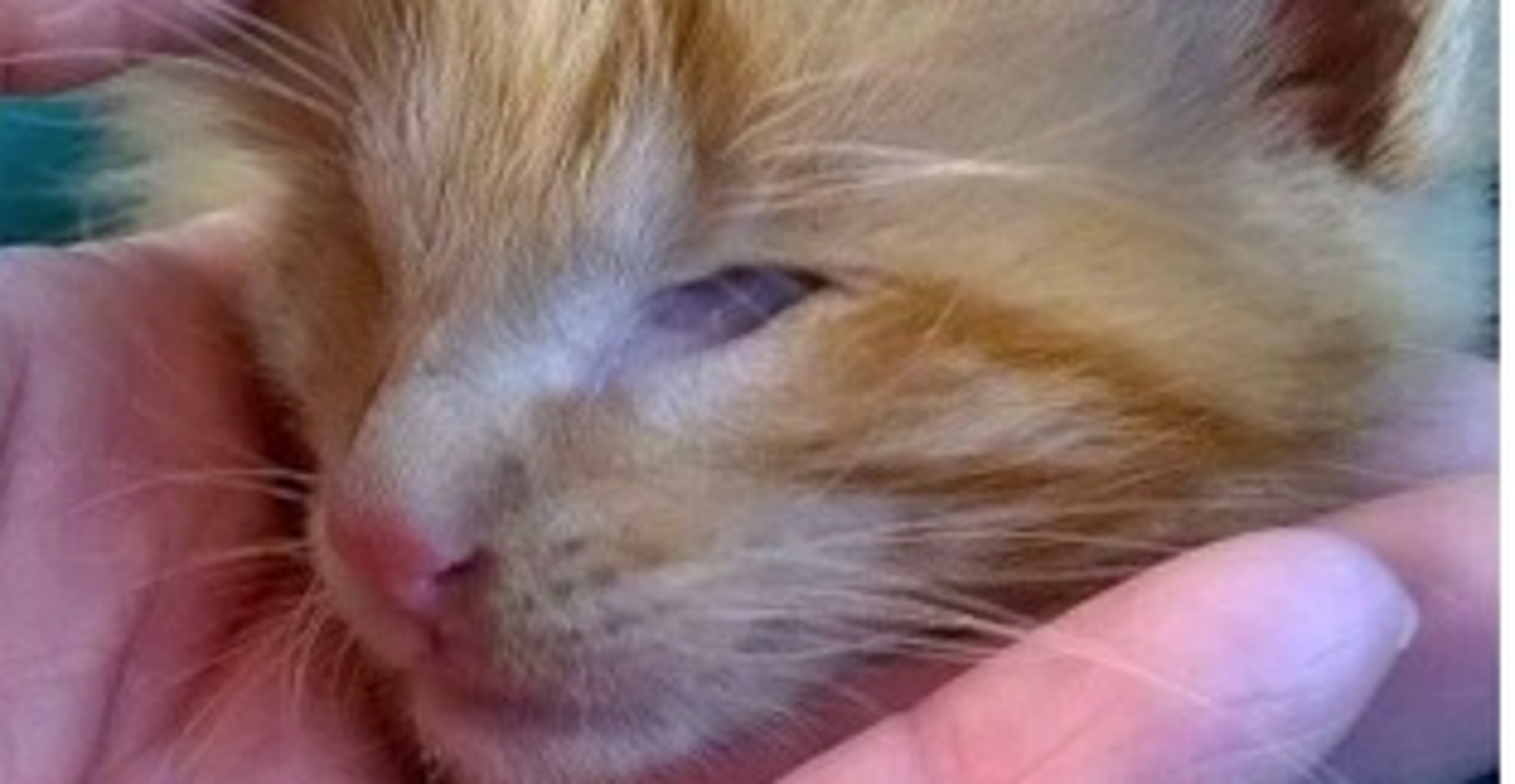 Abandoned Kitten Born Without Eyes Gets Second Chance At Life | HuffPost