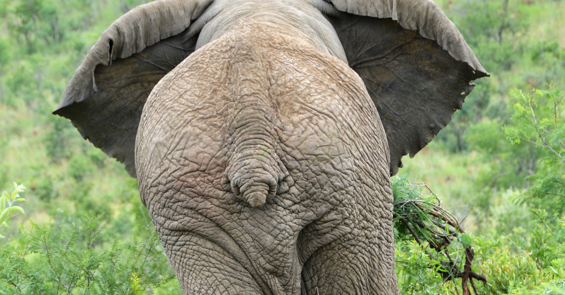 Cheeky Biologists Tweet Photos Of Animals’ Butts With Hashtag #WildBum ...