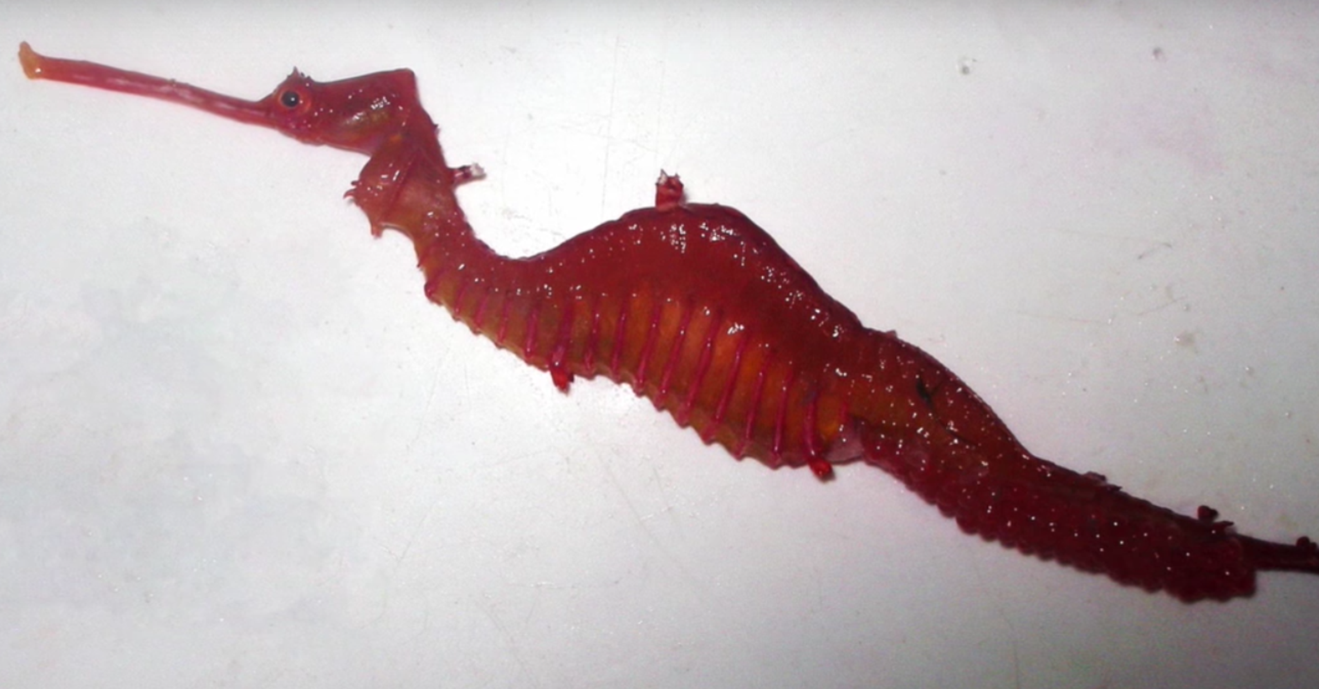 Scientists Film Rare Ruby Sea Dragon For The First Time | HuffPost