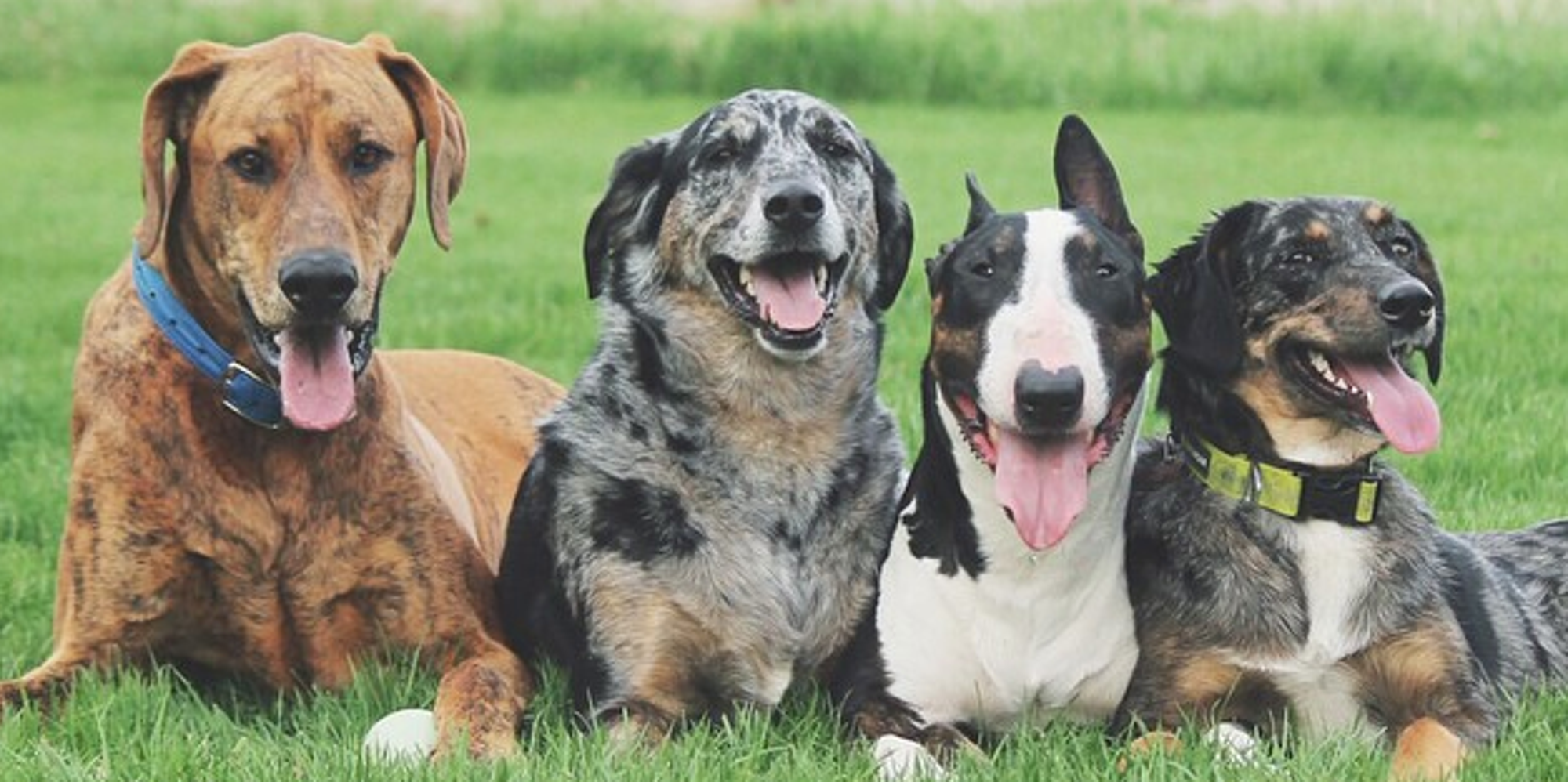 10 Adorable Mutts You've Got To Follow On Instagram | The Huffington Post