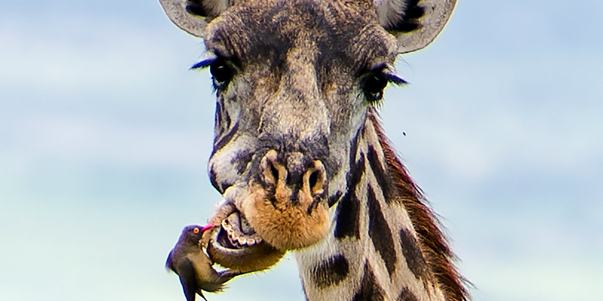 Little Bird Dentist Makes A Special House Call For Giraffe In Tanzania ...