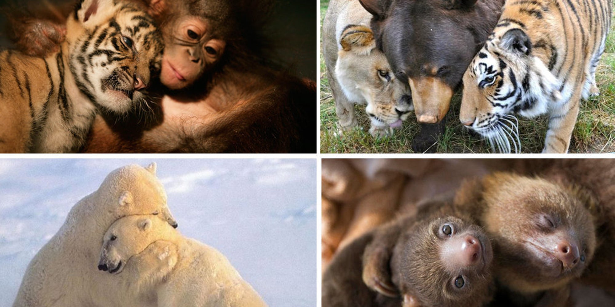 19 Amazingly Cute Pictures Of Animals Hugging | HuffPost UK