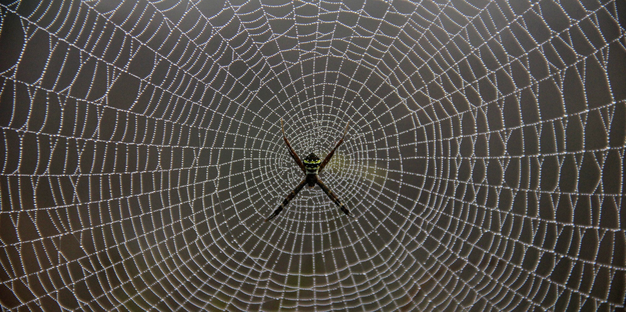 Soldiers Could Soon Be Wearing Armour Made From Genetically Engineered ...