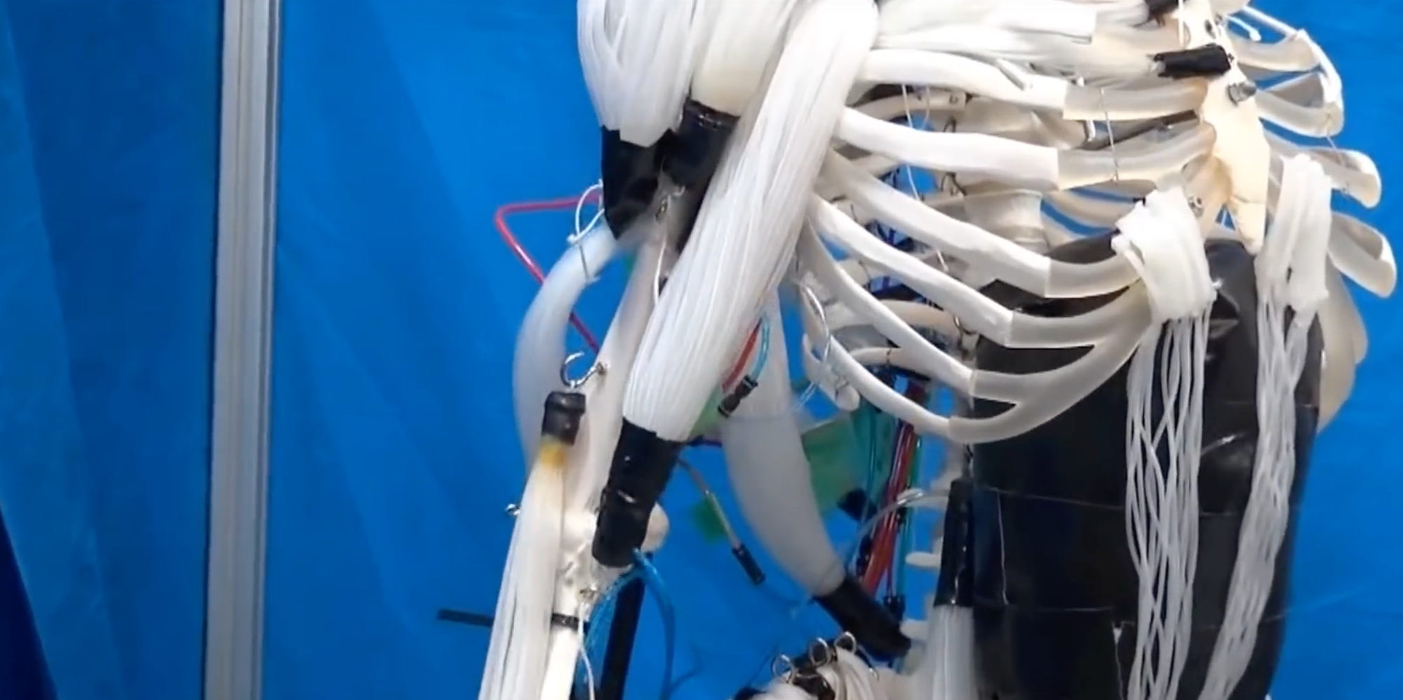 Researchers Create Robot Skeleton With Human-Like Muscles | HuffPost UK