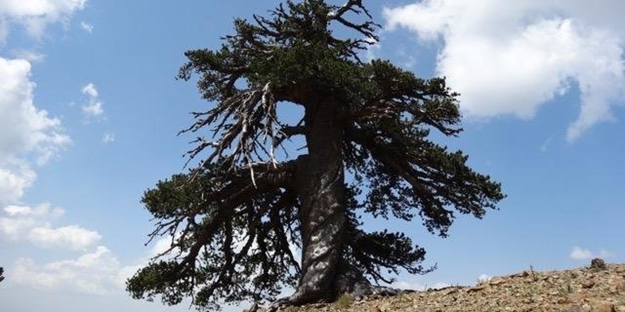 Scientists Think This 1,000-Year-Old Tree Is Europe's Oldest Inhabitant ...