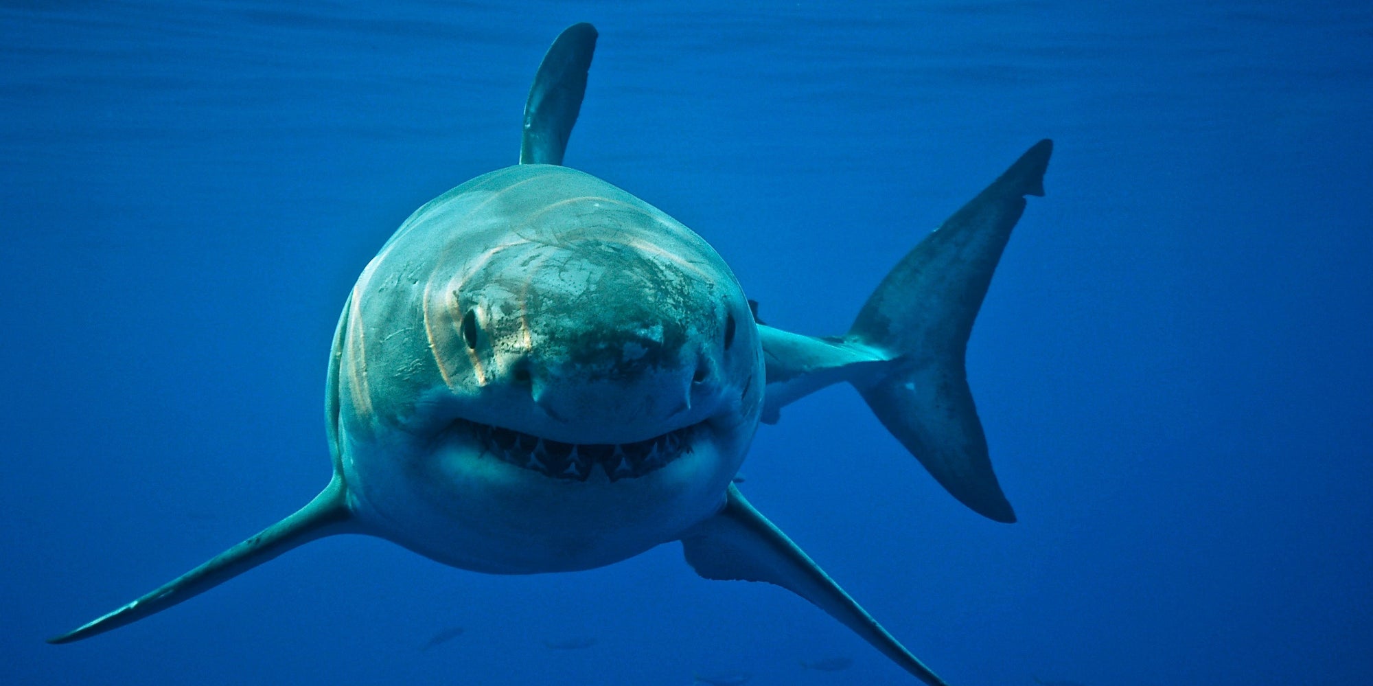 New Species Of Mega Shark Unearthed In Coastal Waters | HuffPost UK