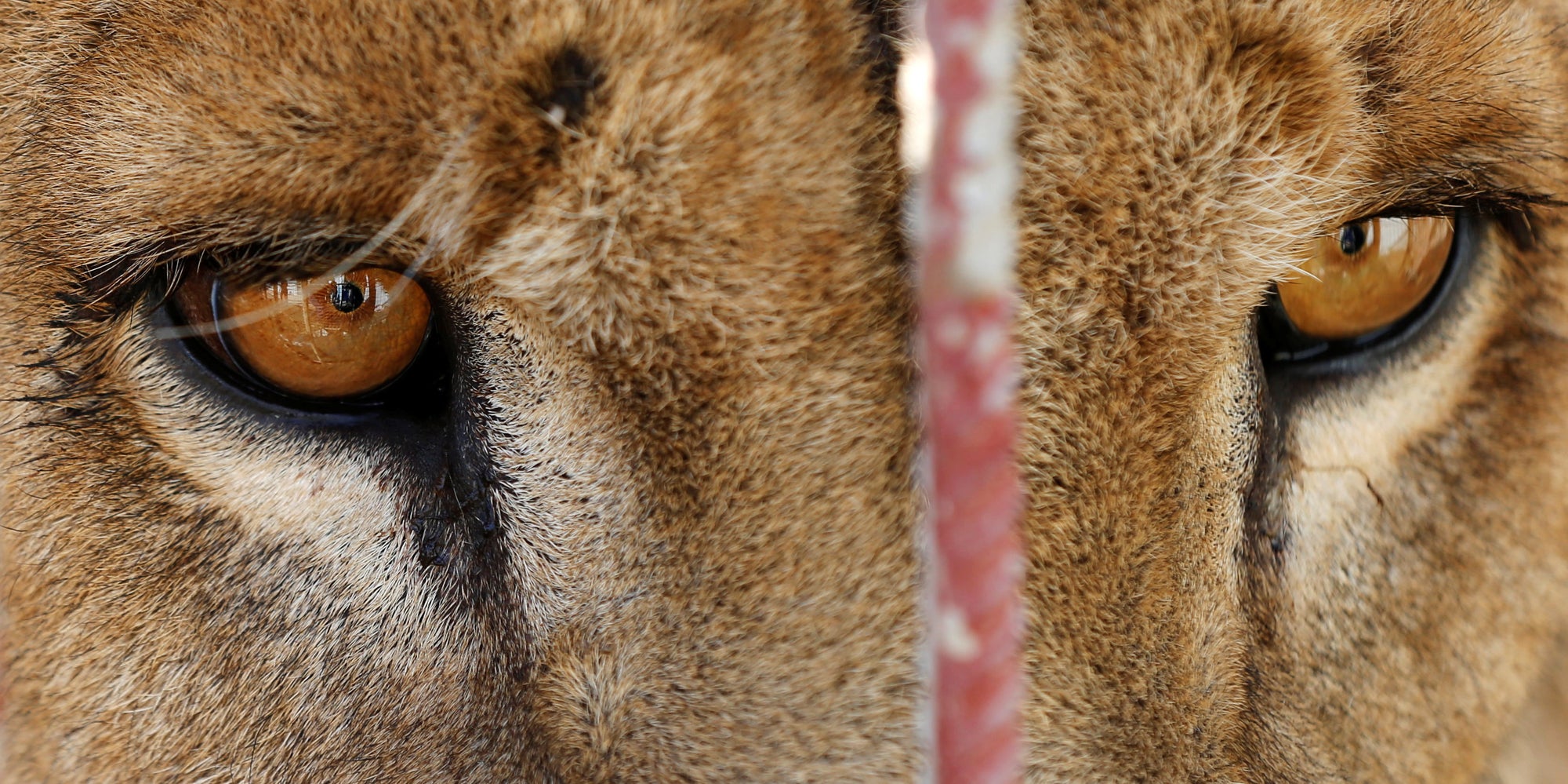 Starving Animals In Mosul's Zoo Receive First Food In Months | The ...