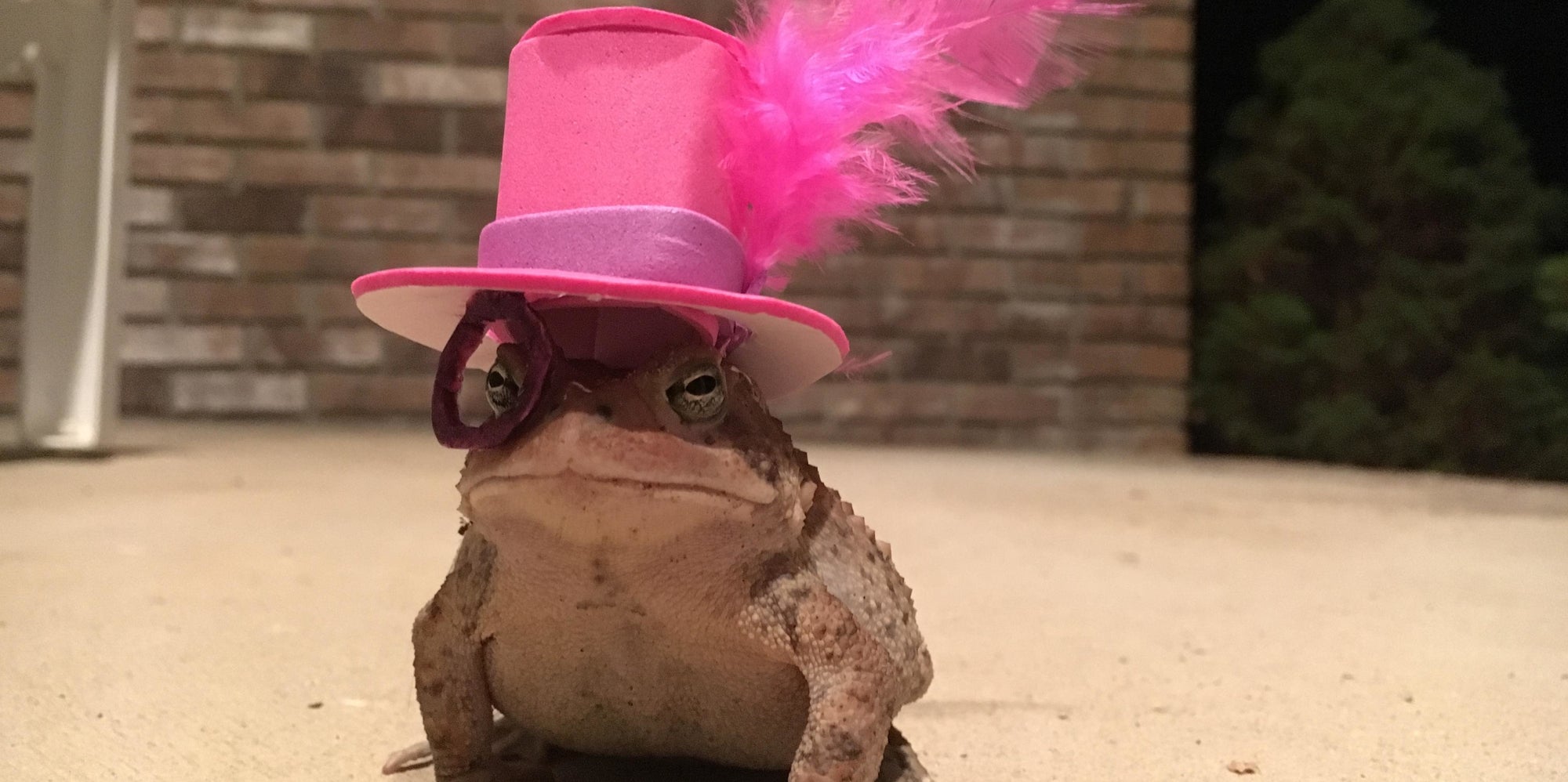 Here's A Toad Wearing A Top Hat, Because What Else Do You Have Going On ...