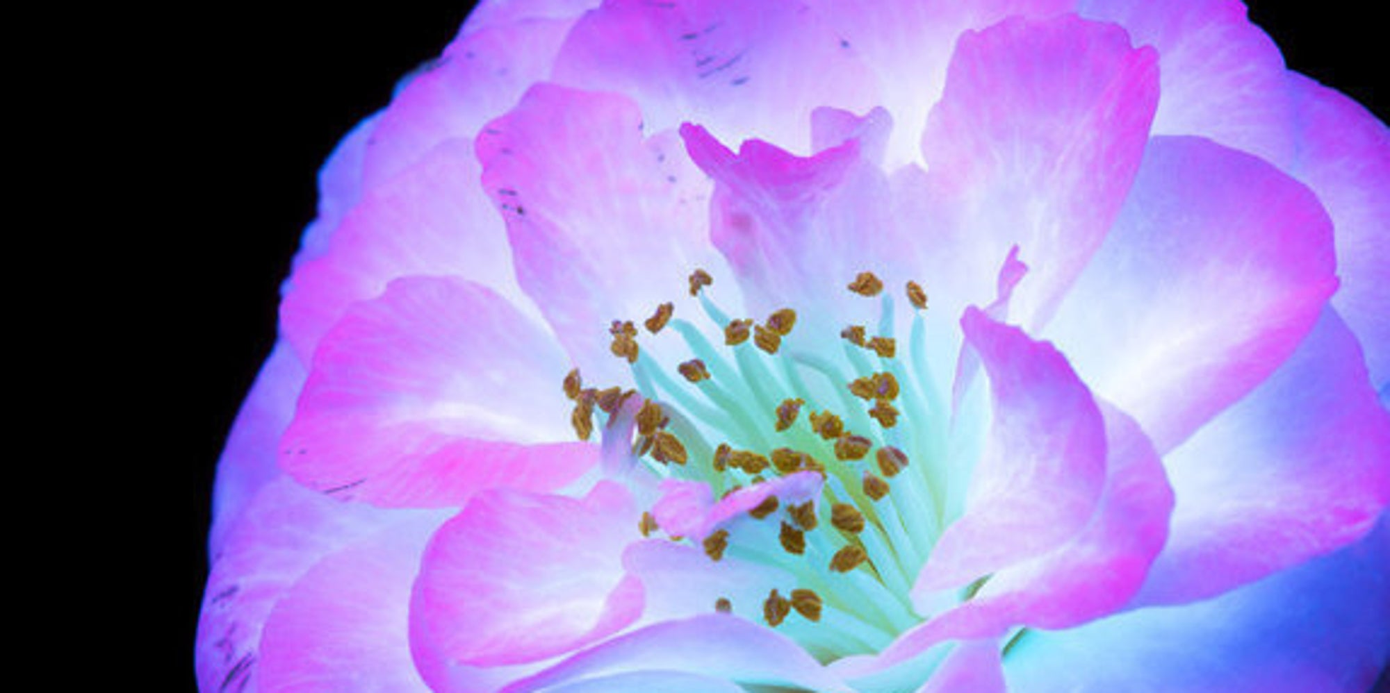 Amazing Photos Capture How Flowers Look Under Ultraviolet Light | The ...