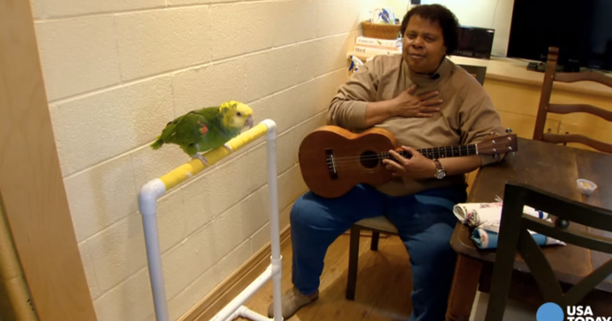 Special Friendship With Rescue Parrot Helps Homeless Jazz Singer Find ...