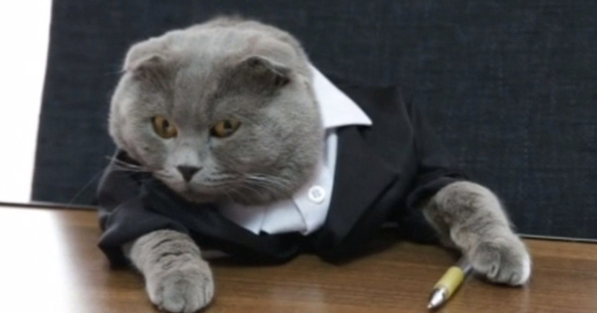 Cat Hired As Manager At Online Gifts Company | HuffPost Weird News