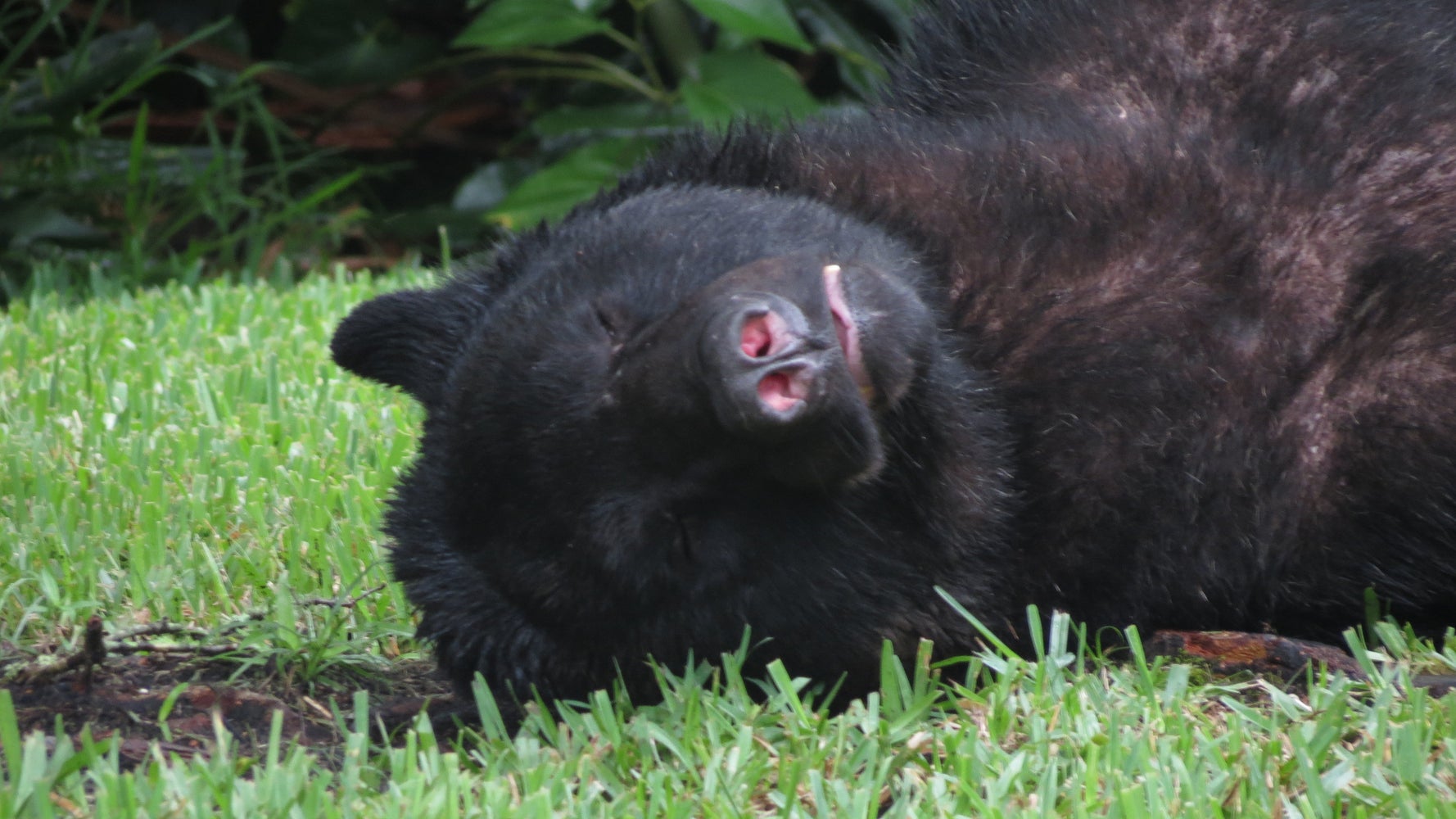 Bear Eats 20 Pounds Of Dog Food, Promptly Dozes Off | HuffPost null
