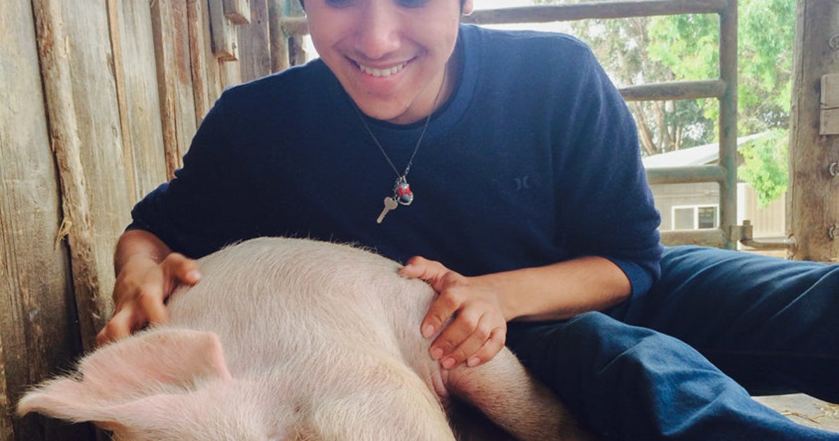 Compassionate Teen Saves Pig Friend From Slaughter | HuffPost Good News