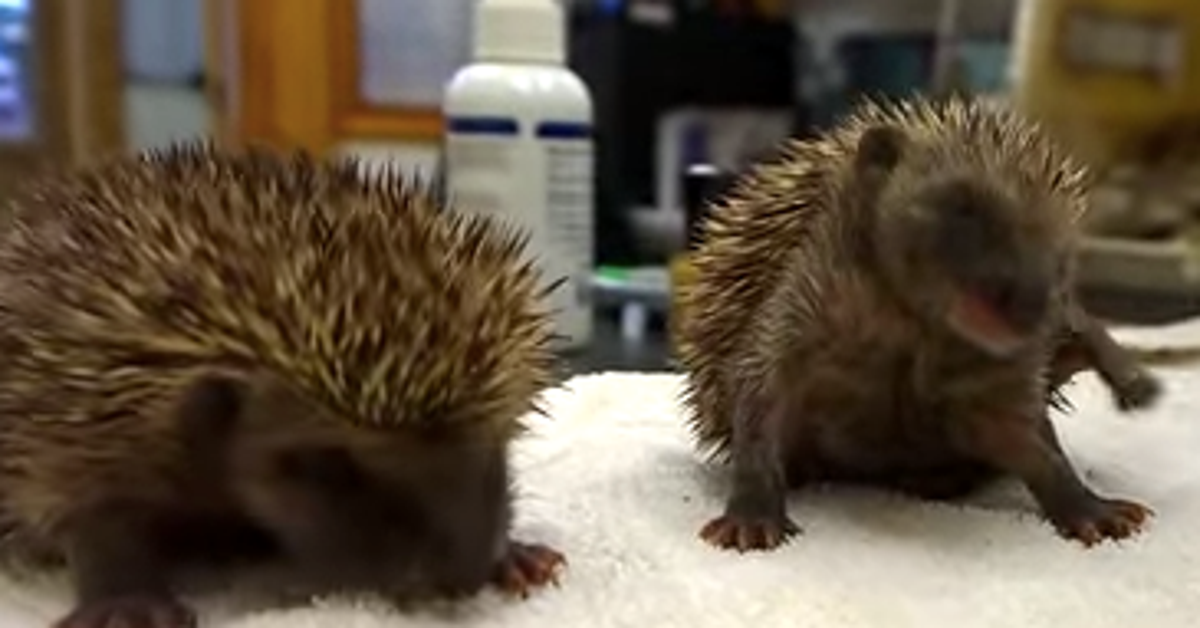 Baby Hedgehogs Sneezing: Do We Need To Say More? | HuffPost Good News