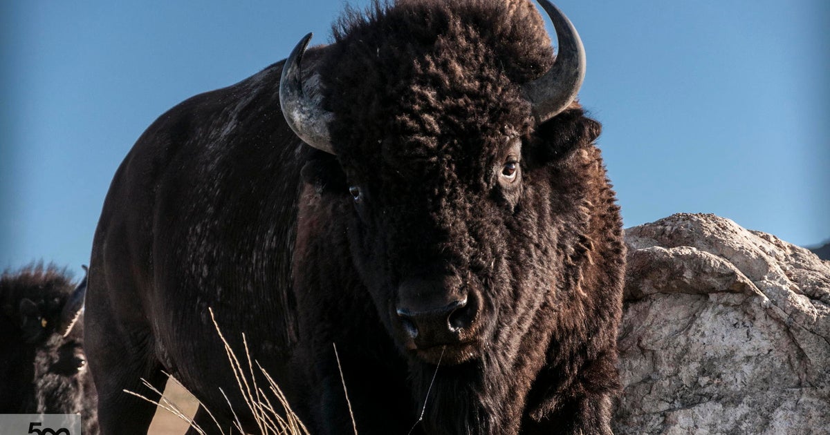 Please Stop Trying To Take Photos With Bison, People | HuffPost Weird News