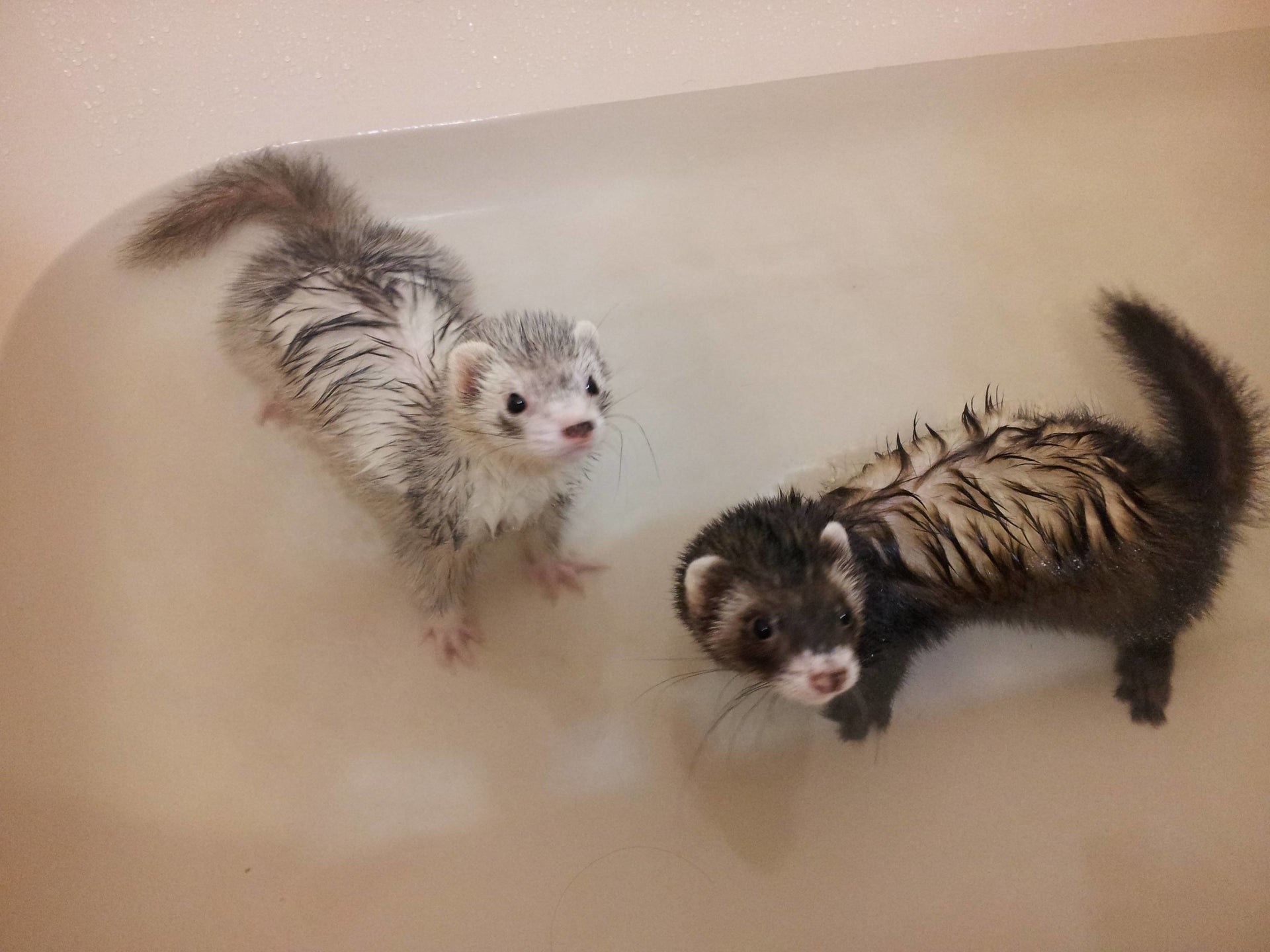 49 Animals Taking A Bath | HuffPost Life