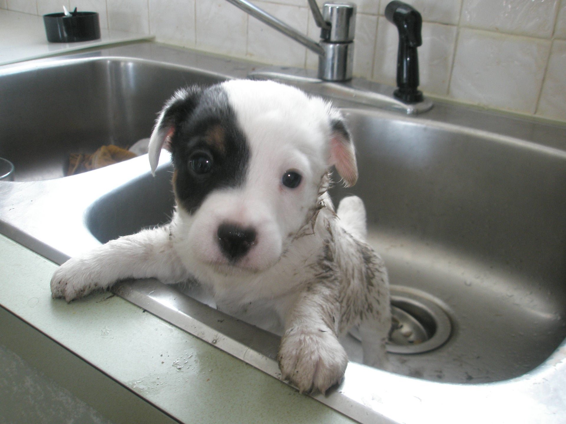 49 Animals Taking A Bath | HuffPost Life