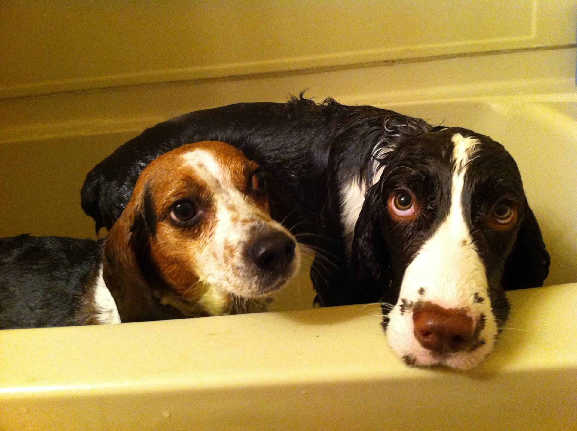 49 Animals Taking A Bath | HuffPost Life