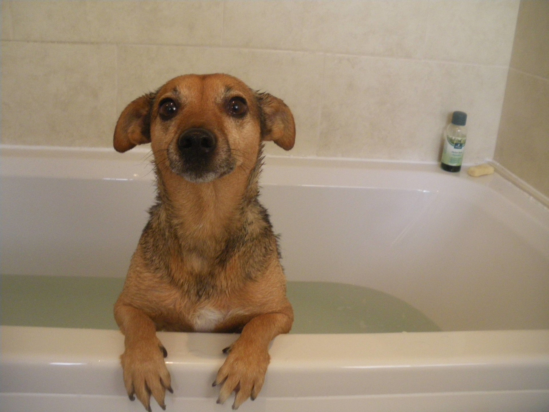 49 Animals Taking A Bath | HuffPost Life