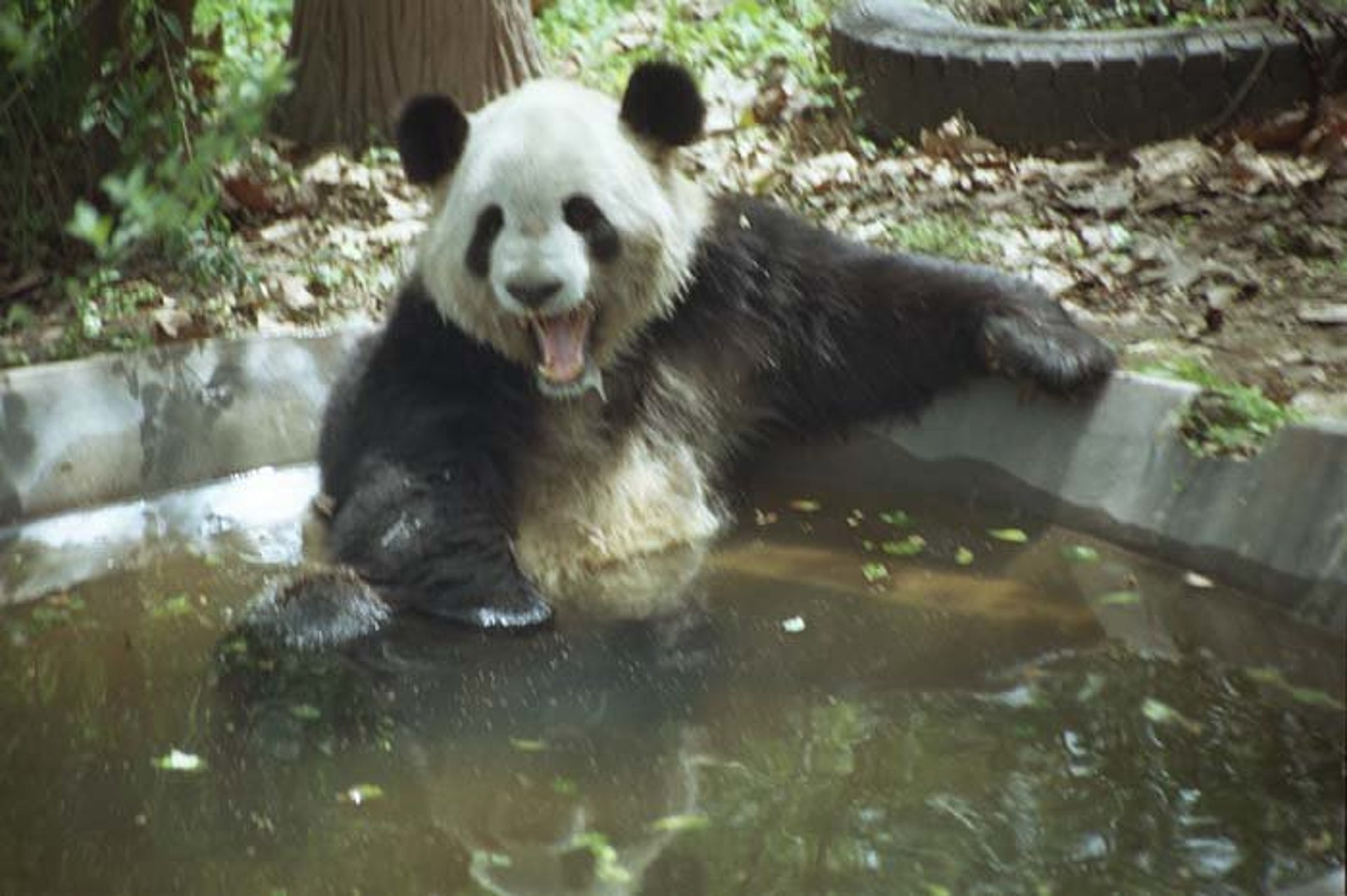 49 Animals Taking A Bath | HuffPost Life
