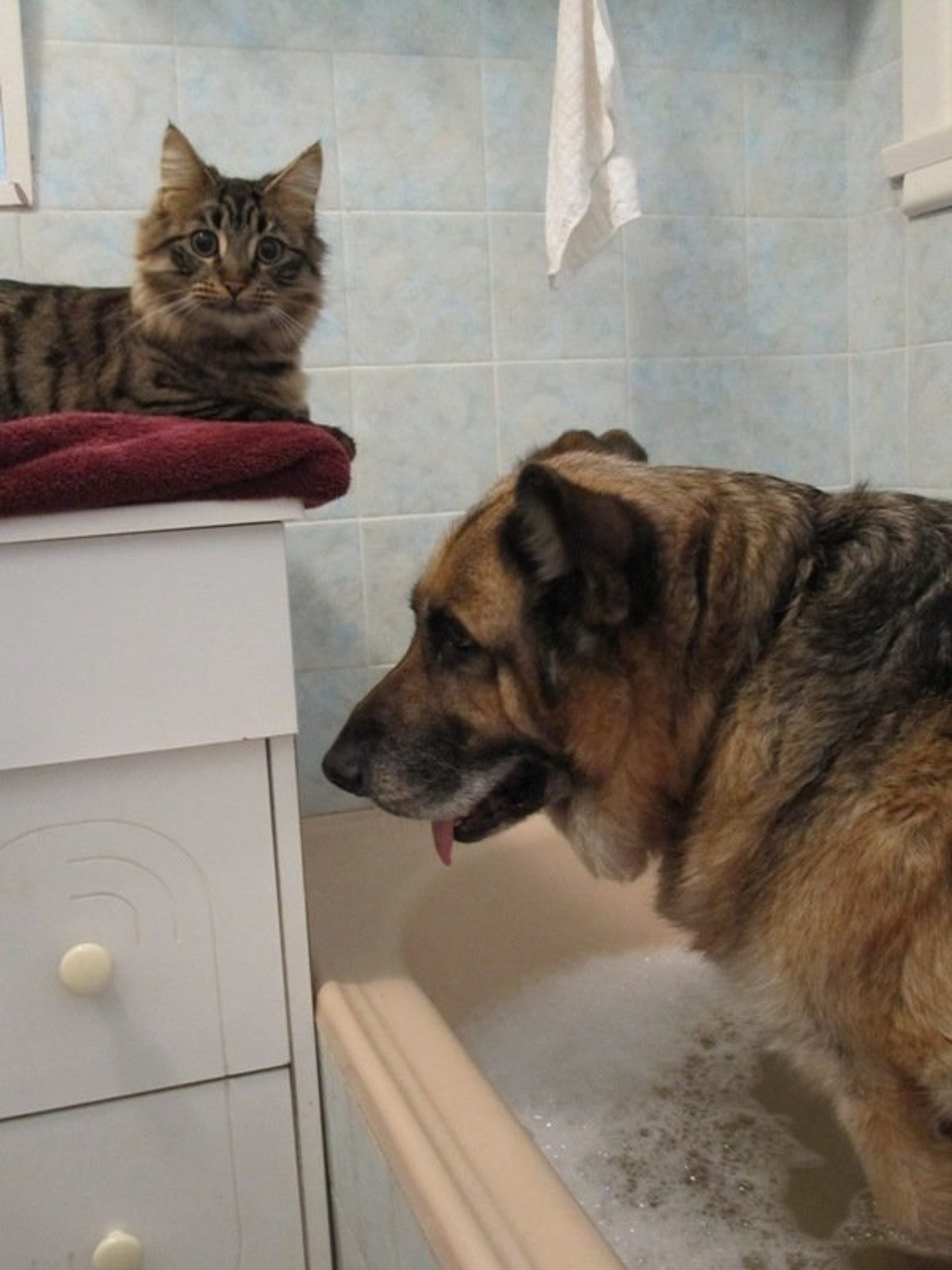 49 Animals Taking A Bath | HuffPost Life