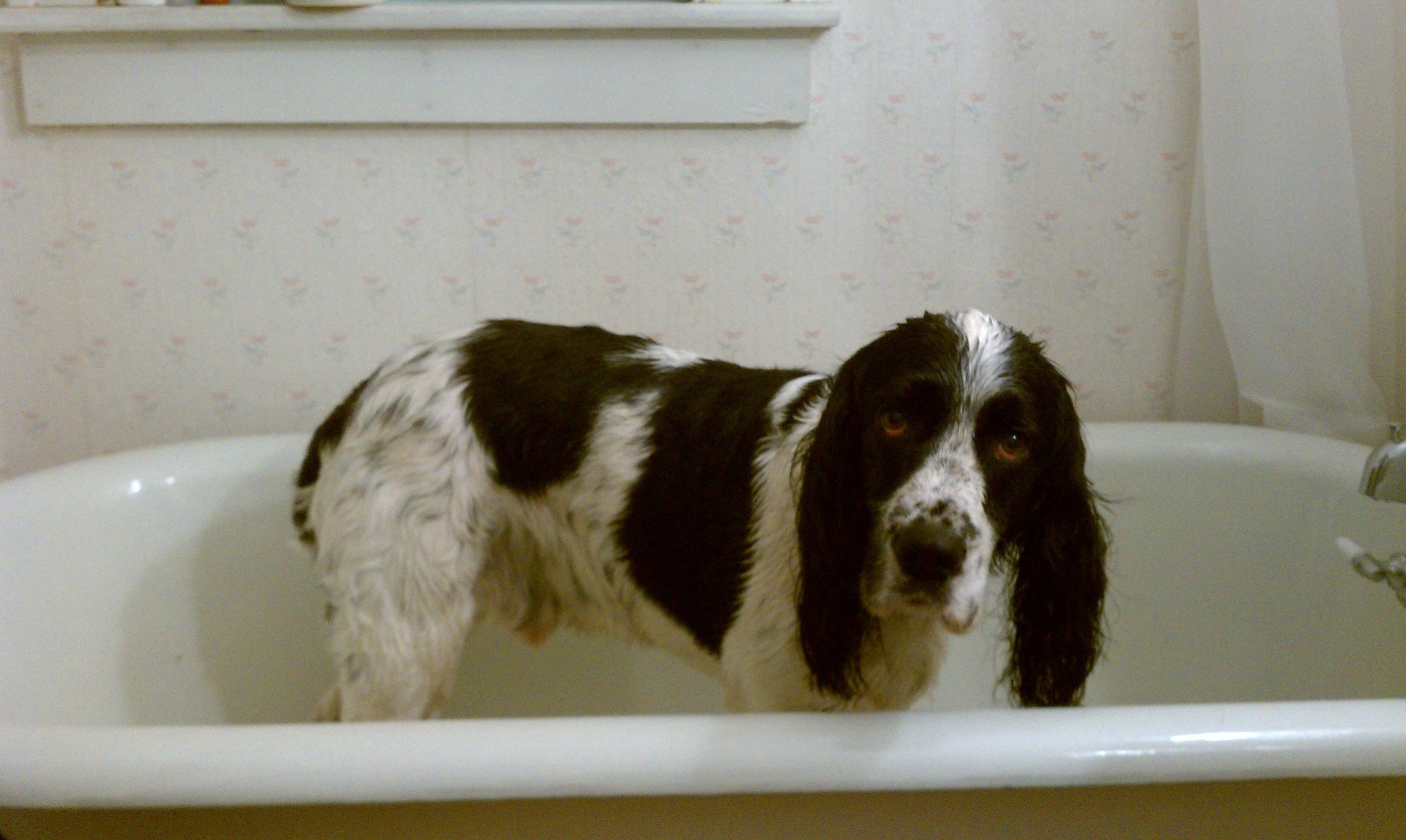 49 Animals Taking A Bath | HuffPost Life