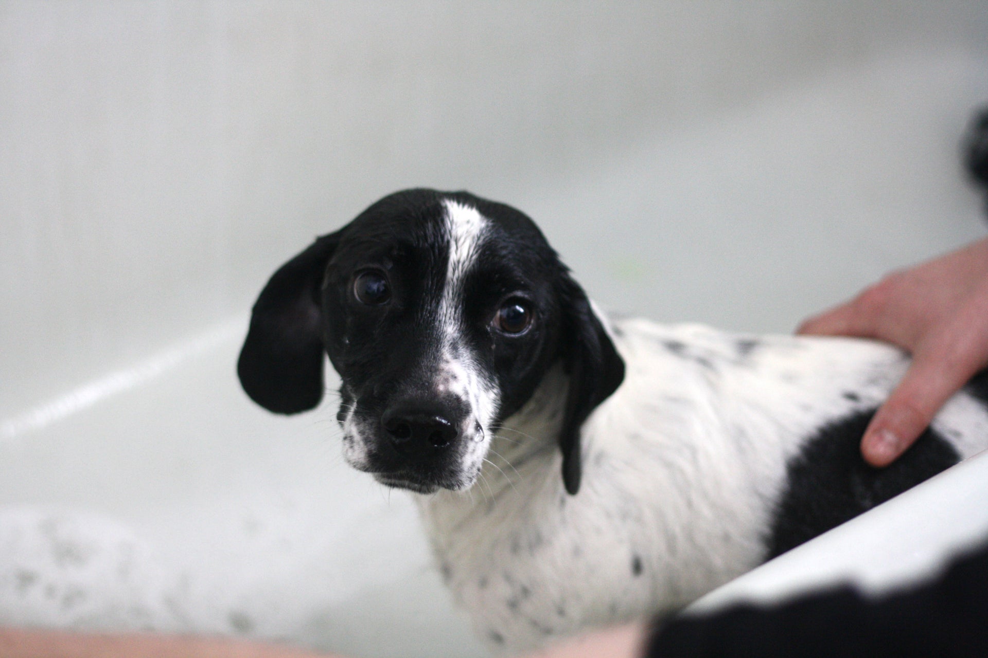 49 Animals Taking A Bath | HuffPost Life