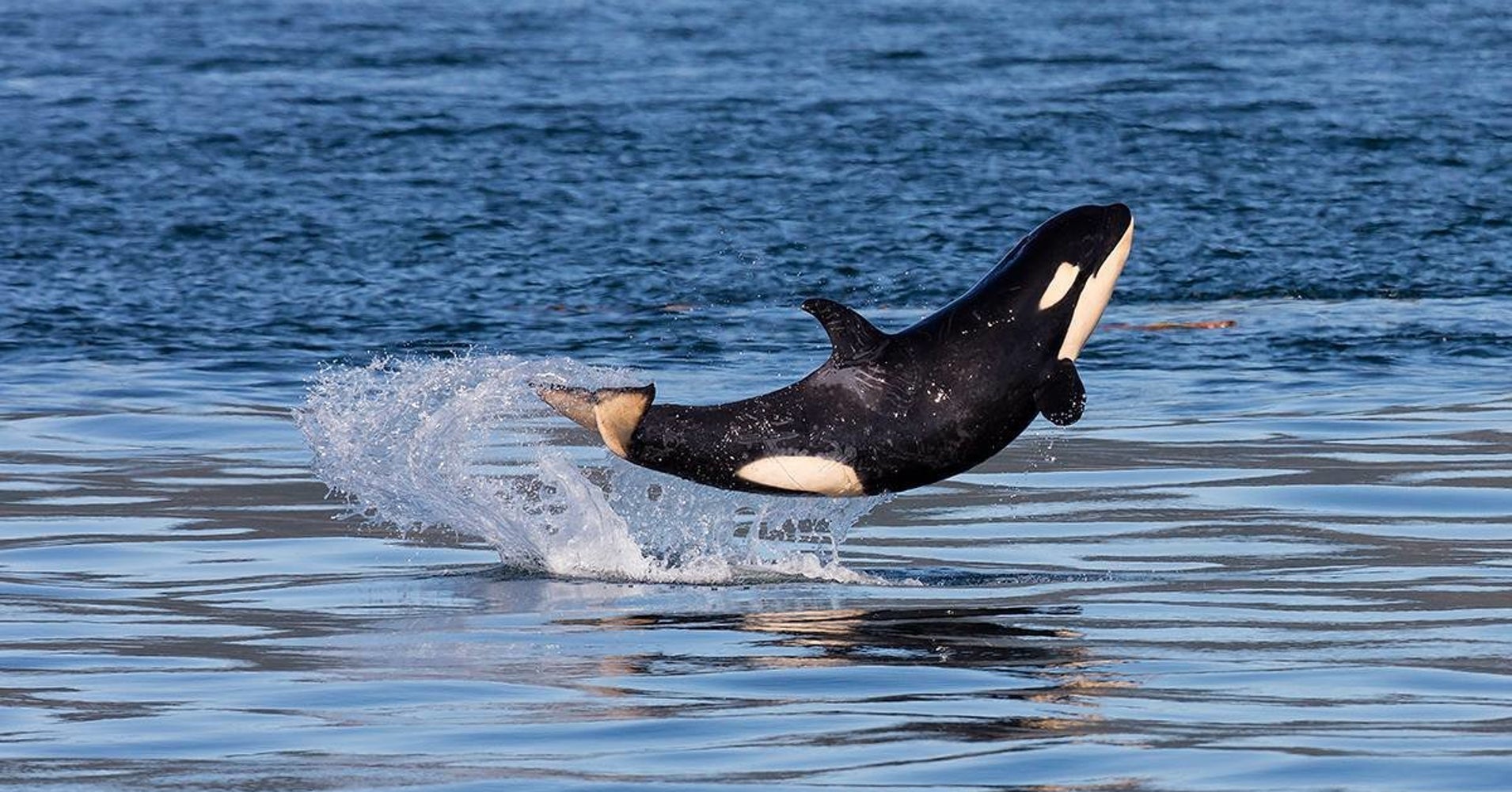 This Baby Whale Jumping For Joy Is Totally How We Feel On A Friday ...