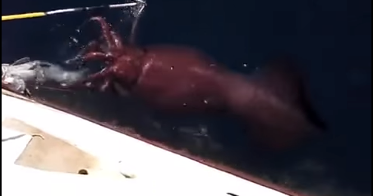 Colossal Squid Caught On Video By Startled Russian Sailors | HuffPost ...