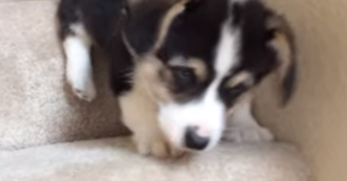 Scared Corgi Puppy Tries The Stairs, One Adorable Paw At A Time ...