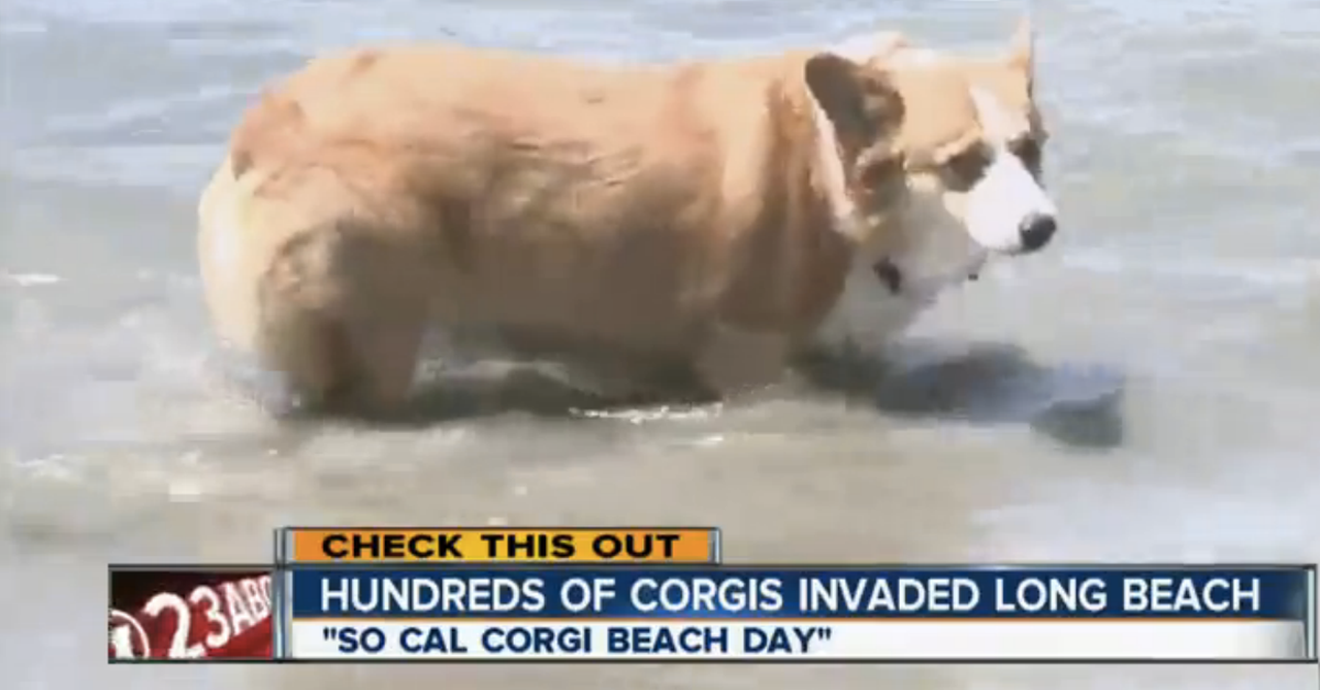 800 Corgis Took Over A Beach In California This Weekend | HuffPost Good ...
