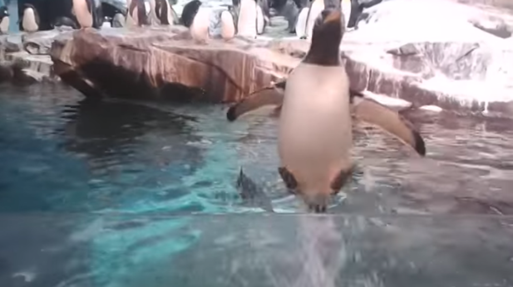 Dramatic Video Shows Penguin Escaping Her SeaWorld Tank | HuffPost Impact