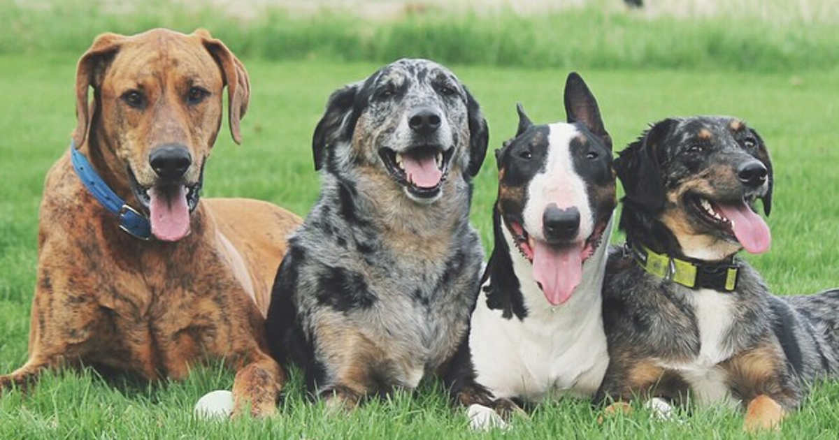 10 Adorable Mutts You've Got To Follow On Instagram | HuffPost Life