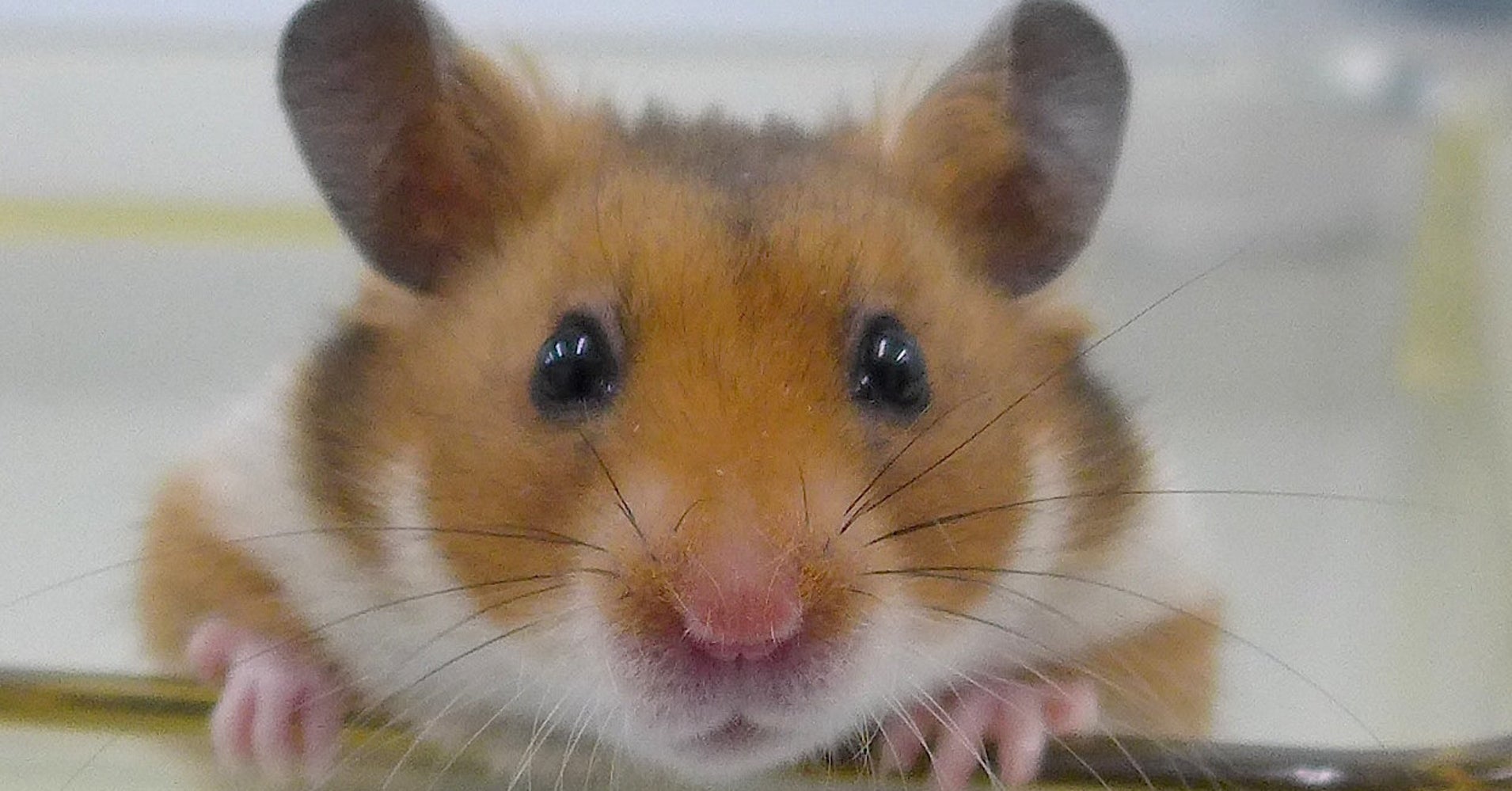 How To Tell If Your Hamster Is Happy | HuffPost