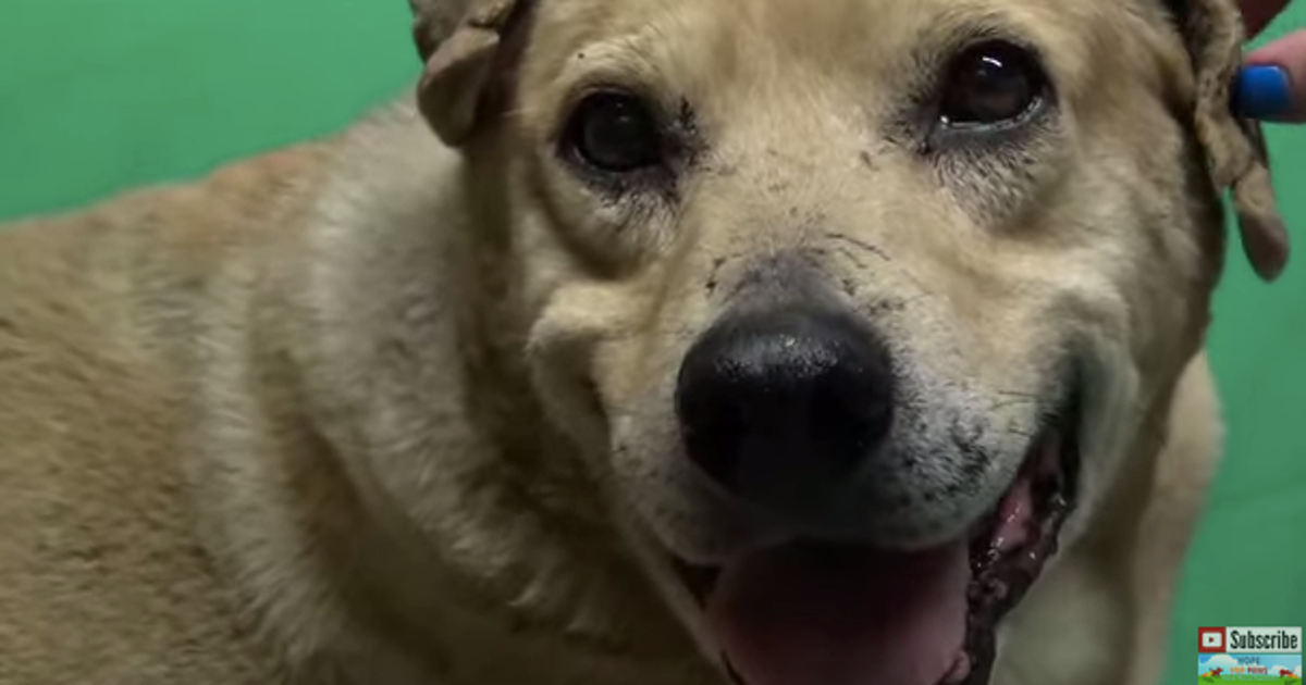 Rescue Video Reminds Us That Senior Dogs Deserve Love Too | HuffPost ...