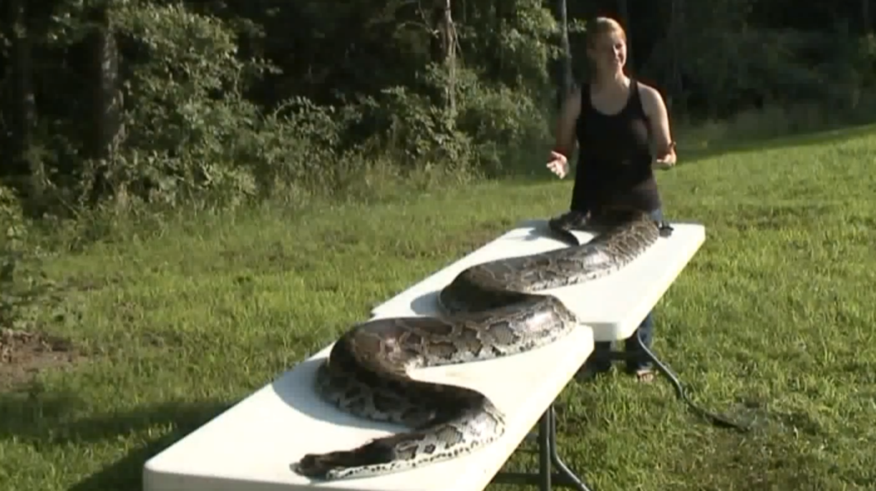 Woman Finds 15-Foot Python Harassing Her Saint Bernard | HuffPost Weird ...