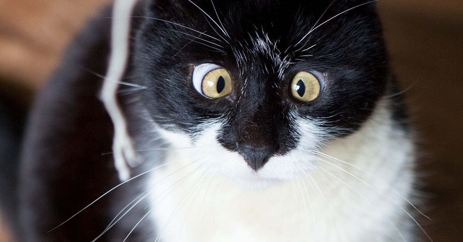 Ozzy The Cat Has Crossed Eyes, But We Think He's Purrrfect | HuffPost