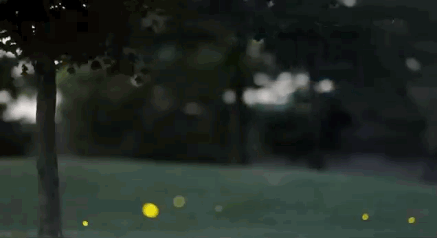 What Makes Fireflies Light Up? Here's The Whole Story | HuffPost Impact