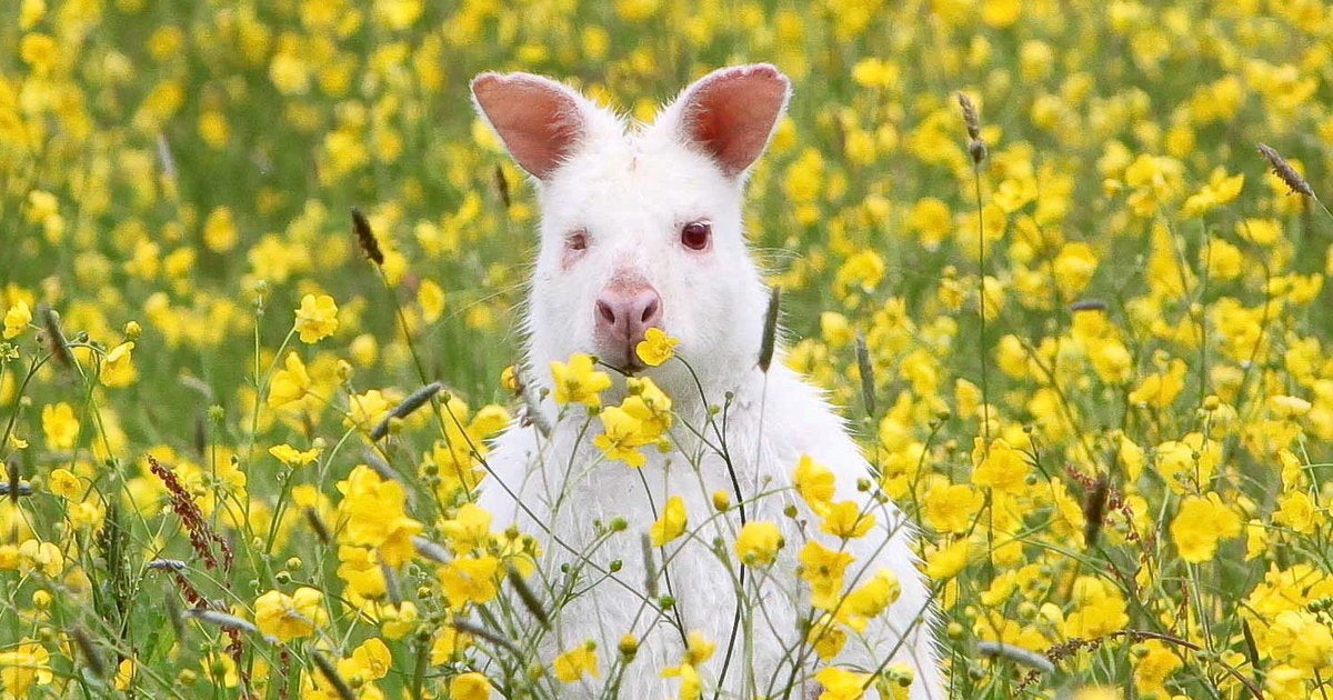 Rare Albino Wallaby Seen Hopping Around British Countryside | HuffPost ...
