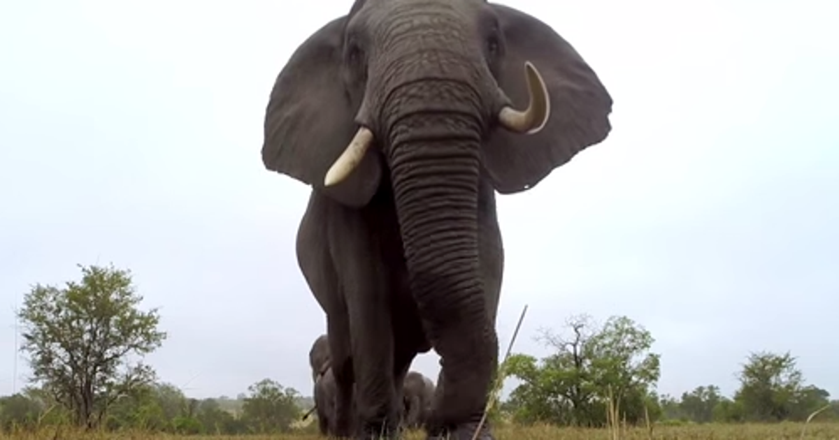 Watch What Happens When Elephants Encounter A GoPro Camera | HuffPost ...