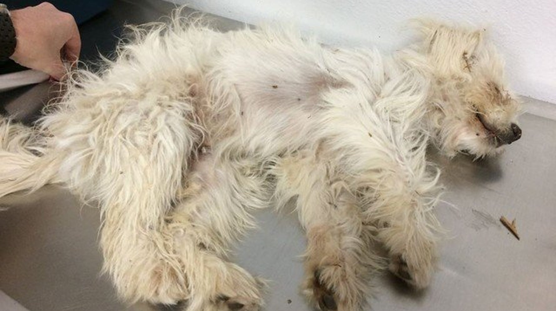 'Dead' Dog On The Road Saved By The Kindest Man Ever | HuffPost