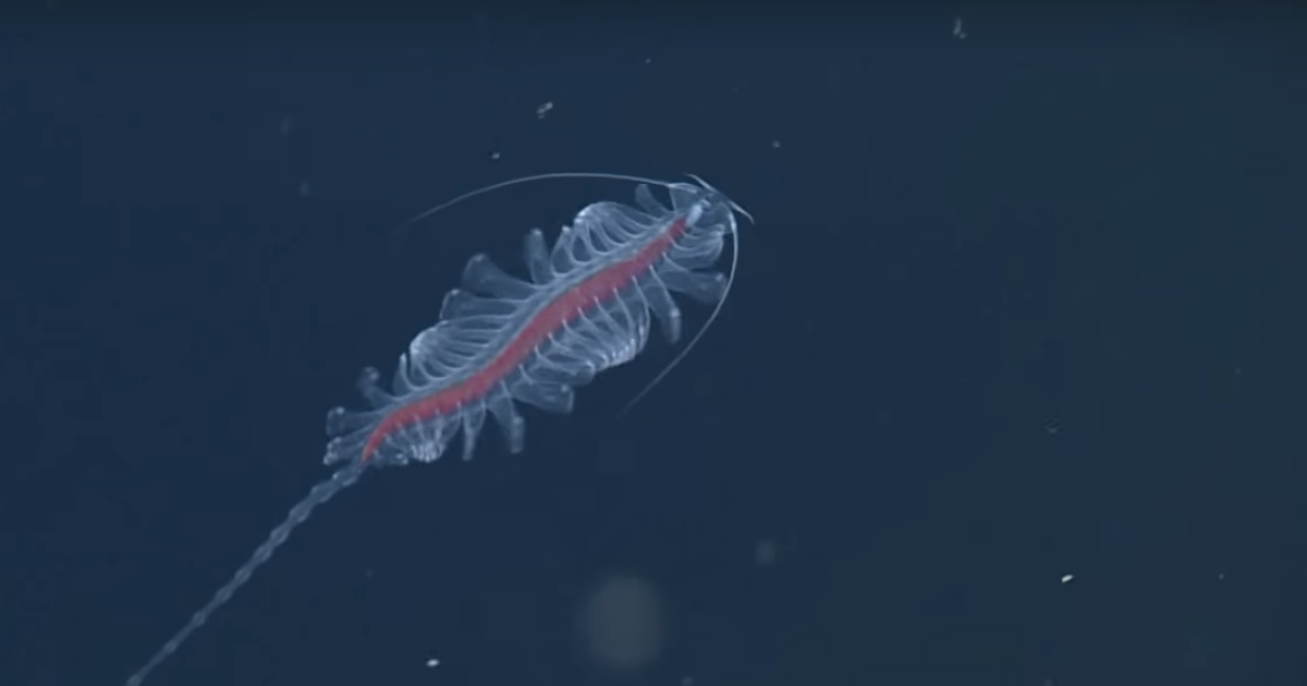 These Weird Deep-Sea Worms Are Absurd And Enthralling | HuffPost Impact