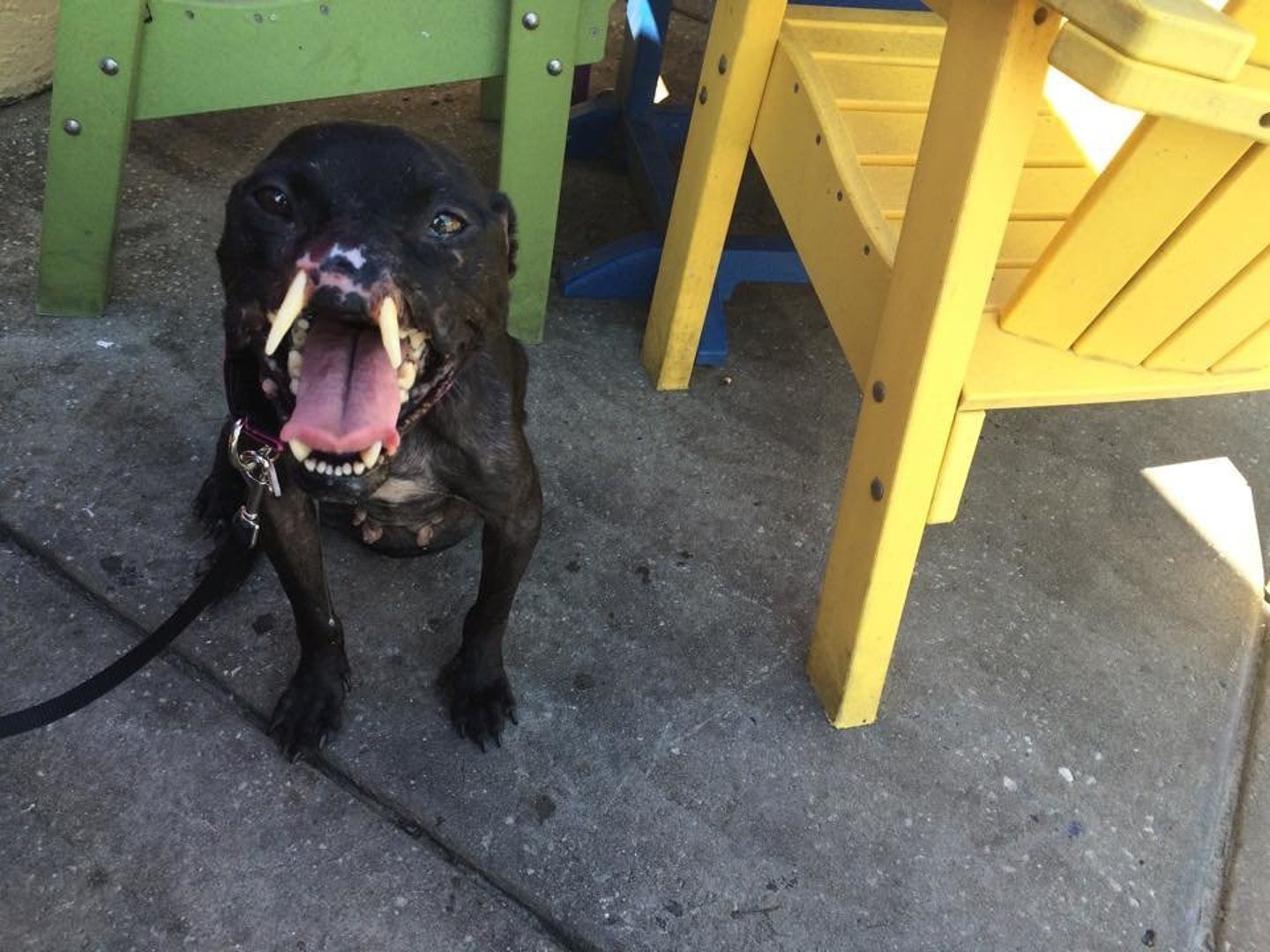 This Pit Bull Has Half A Face, And All The Love In The World | HuffPost ...