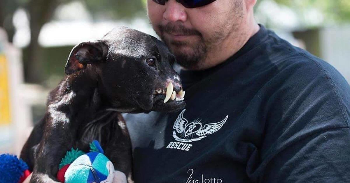 This Pit Bull Has Half A Face, And All The Love In The World | HuffPost ...